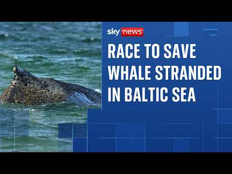 Battle to save humpback whale stranded in shallow waters