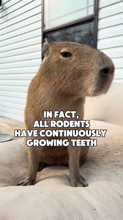 Capybara Facts - YouTube