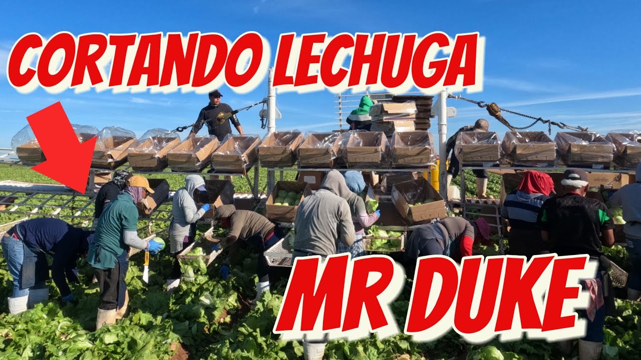 Cortando Lechuga en los campos de Mr Duke ️Villa Juárez, Sonora 💚 - YouTube