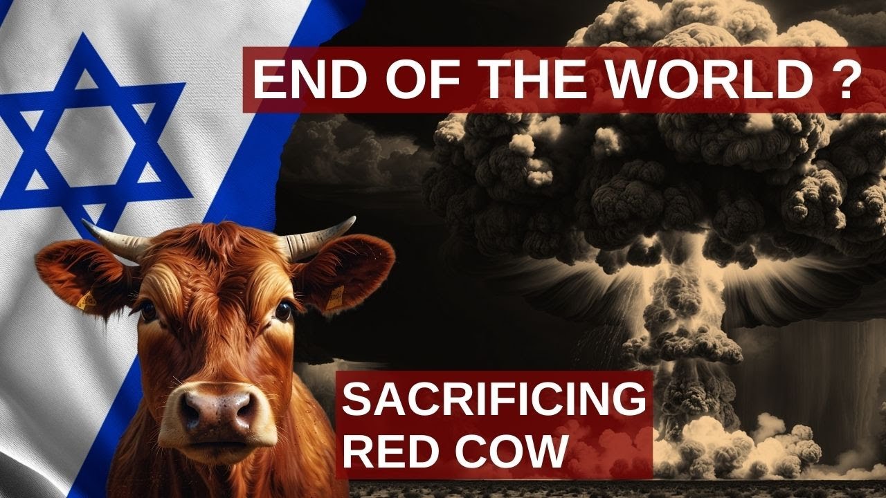 Jews Prepare to Sacrifice Red Heifers at Al-Aqsa Mosque - YouTube