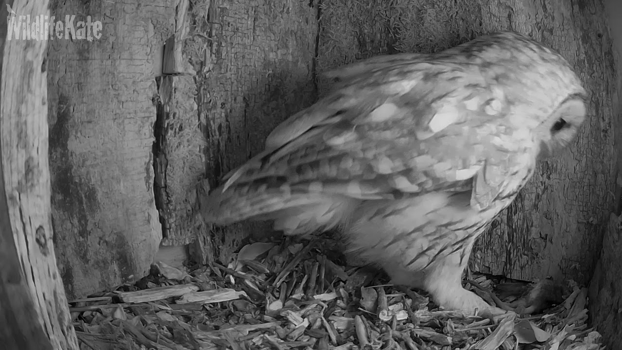 Tawny rat drop off 6am - YouTube