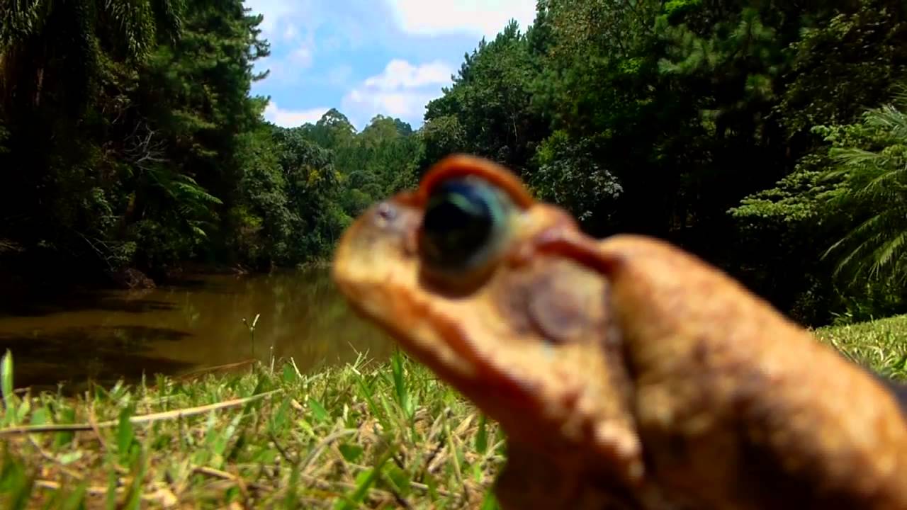 Brazilian Bullfrog - YouTube