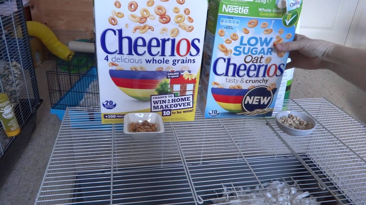 Rats Test New Low Sugar Cheerios - YouTube