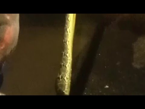 Discovery of a 1.5 meter long python in the middle of the night in my ...