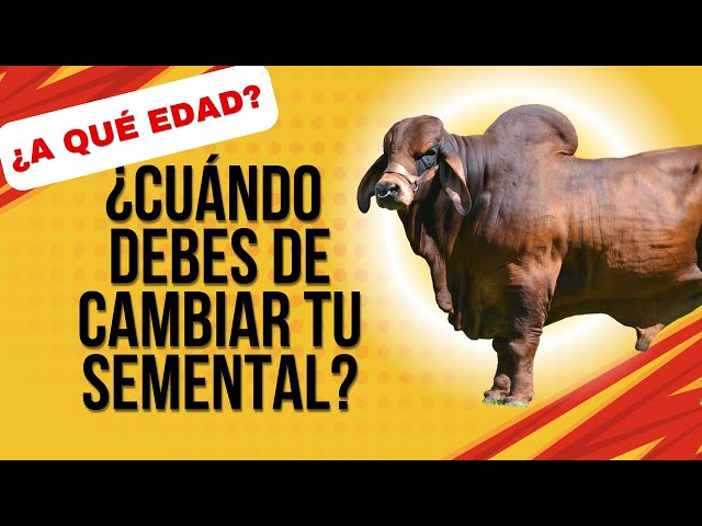 Toro Semental En Mexico 🐮 Descubre Al Campeón En El Corral: 10