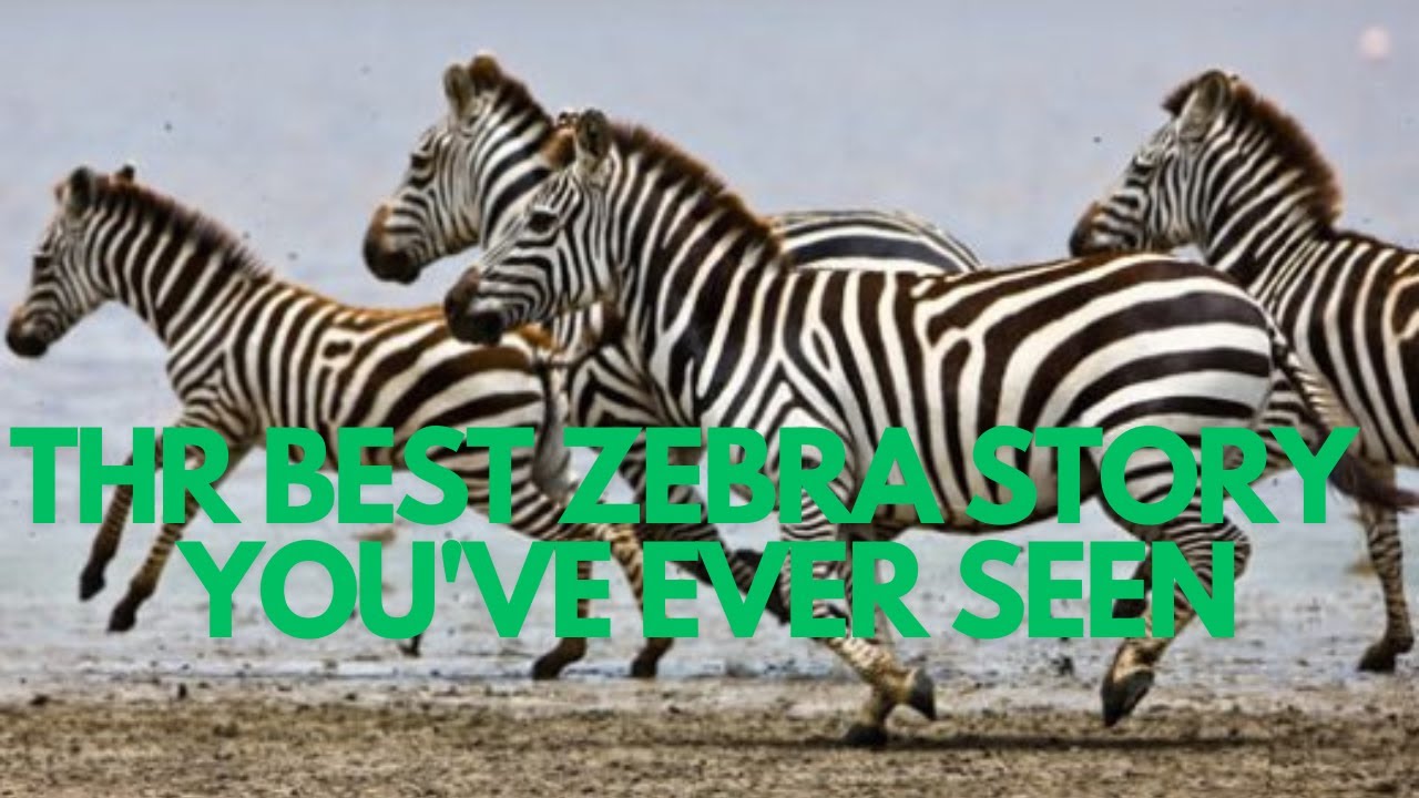 the best zebra story you've ever seen - YouTube