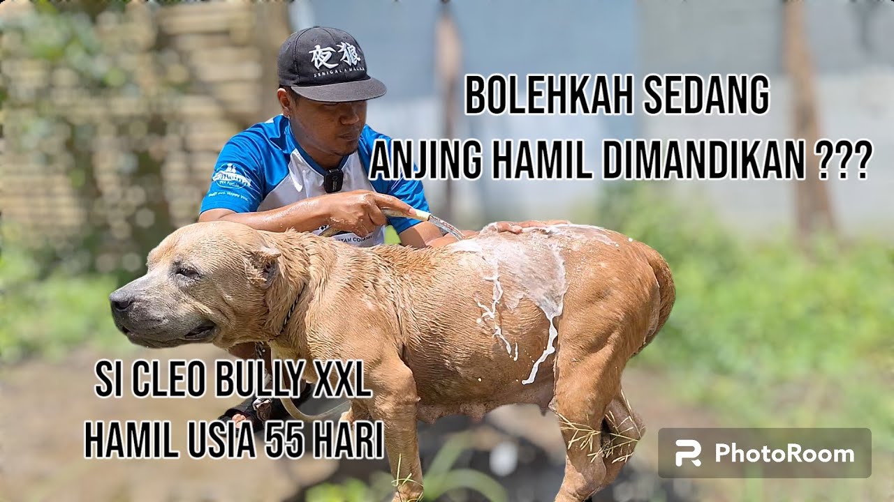ANJING HAMIL BOLEHKAH DIMANDIKAN ‼️ KONDISI SI CLEO BULLY XXL HAMIL ...