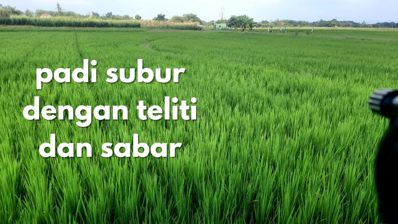 TANAMAN PADI DI SAWAH TUMBUH SUBUR - YouTube