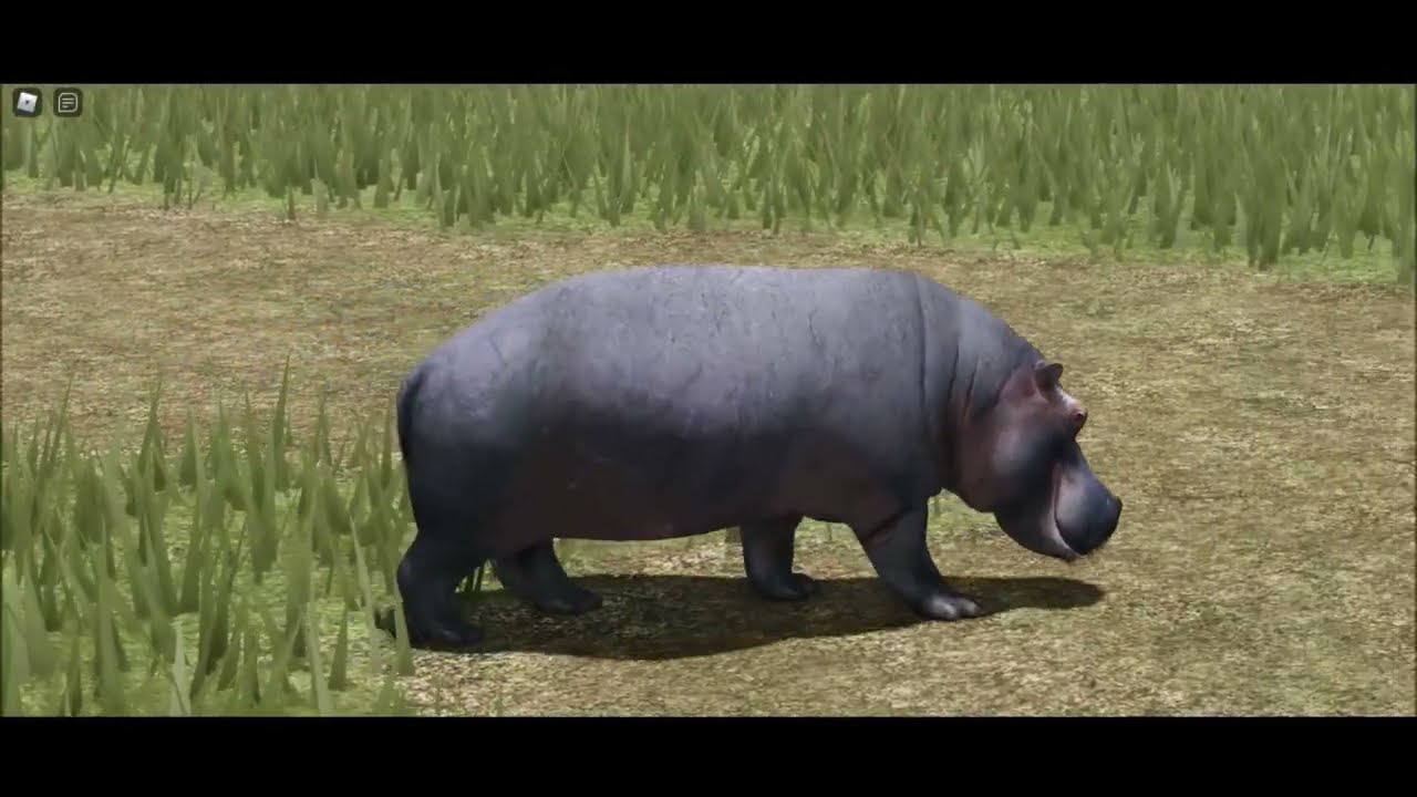 Common Hippo - YouTube