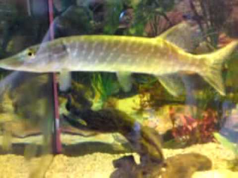Snoek in me Aquarium - YouTube