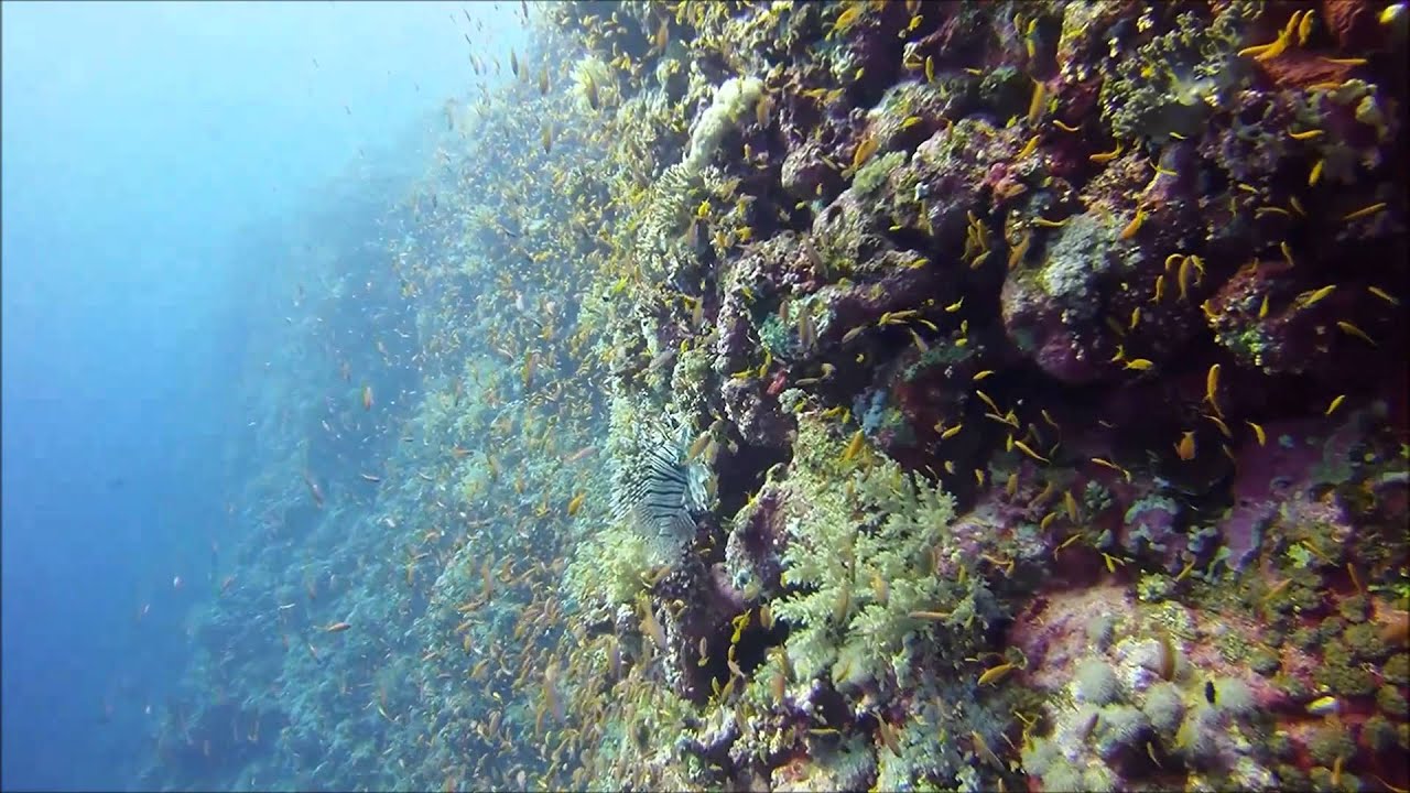 Diving the Elphinstone Reef - Southern Red Sea, Egypt - YouTube