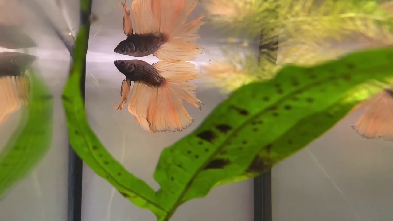 Light Chocolate Bicolor (M71) Halfmoon Betta Fish Male by Züri-Betta ...