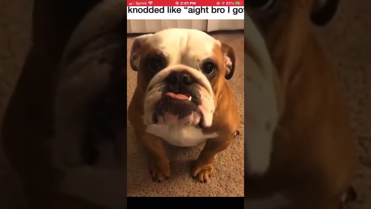 Funny Buffy the bulldog - YouTube