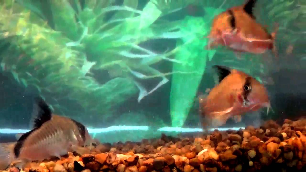 matae corys - YouTube