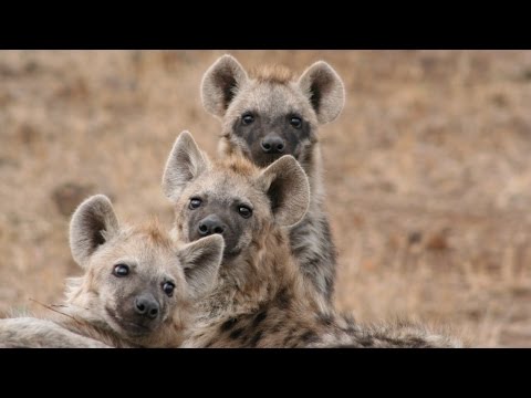 How does a laughing hyena sound? Real laughing hyenas beg for lunch!