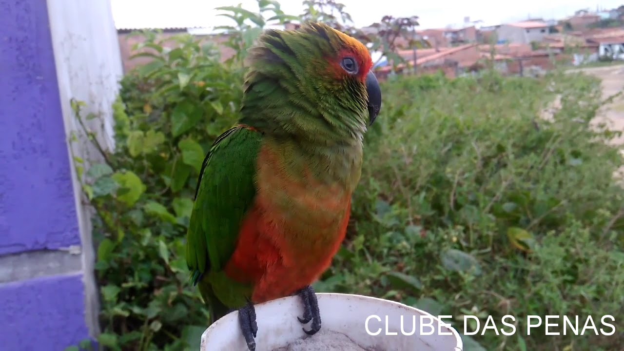 Aratinga Auricapillus (Jandaia Mineira, Jandaia de Testa Vermelha ...
