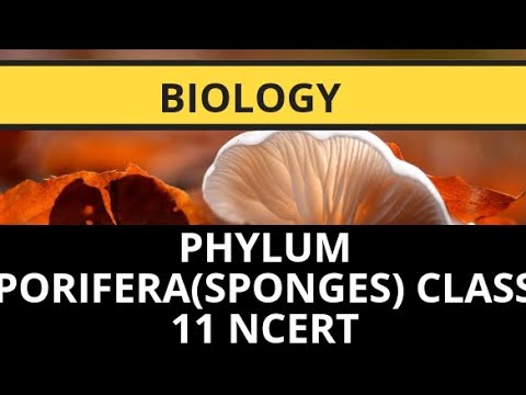 BIOLOGY NCERT CLASS 11 PHYLUM PORIFERA (SPONGES) #ncert class 11 #neet ...