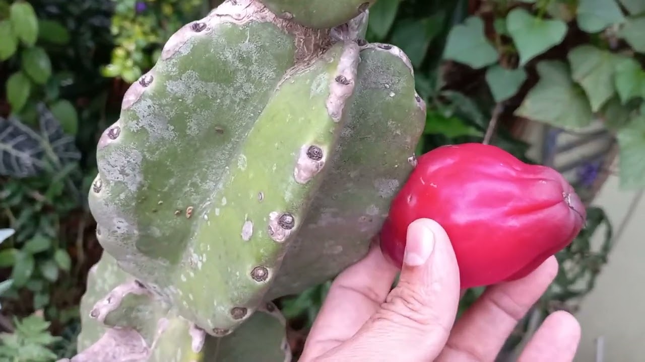 Fruto do Cacto mandacarú (Cereus jamacaru) - YouTube