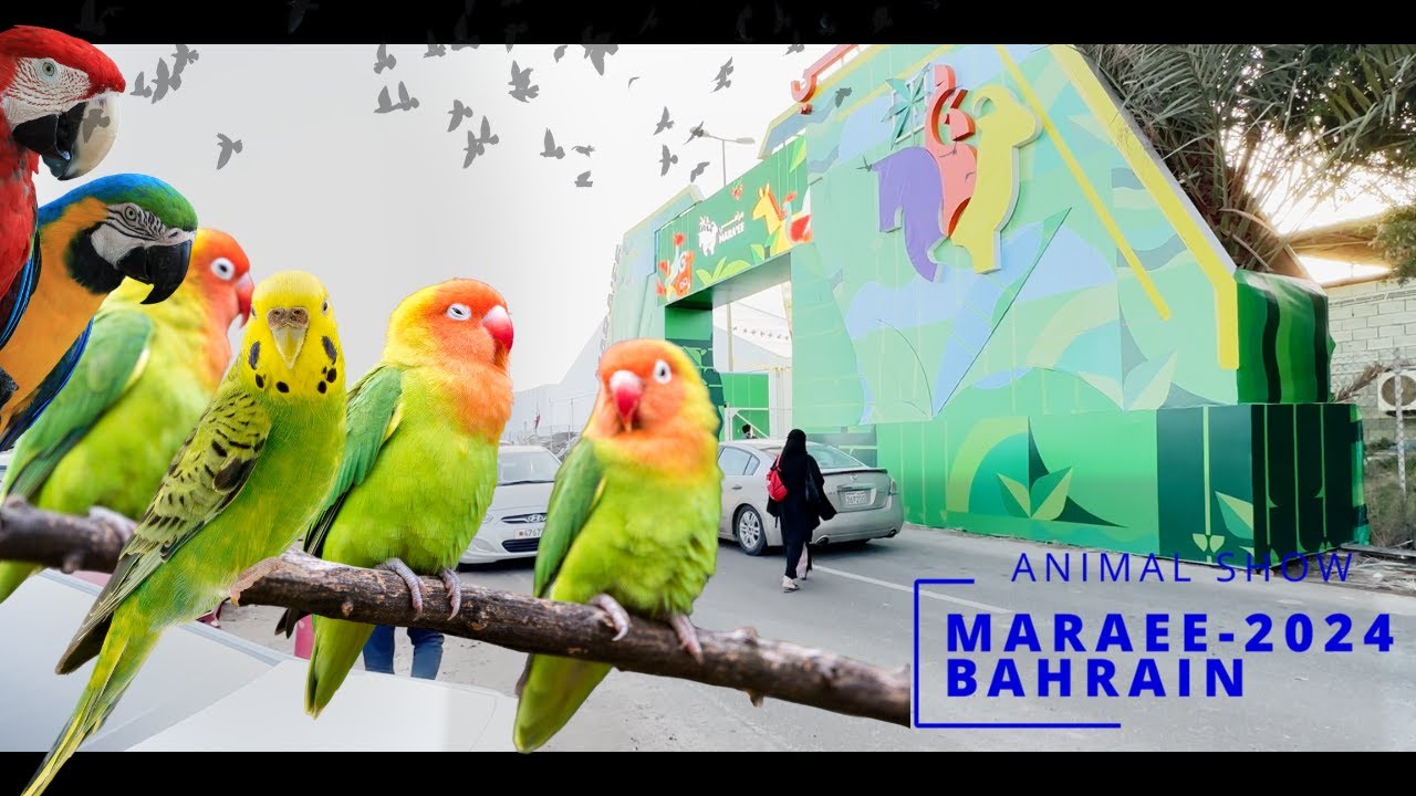 Animal and Birds Show Bahrain Maraee 2024 #bahrain #kids #birds #dogs # ...