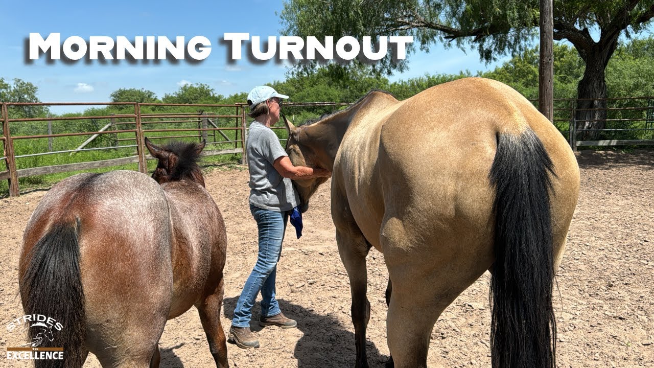 Morning Routine: Turning out our Horses - YouTube
