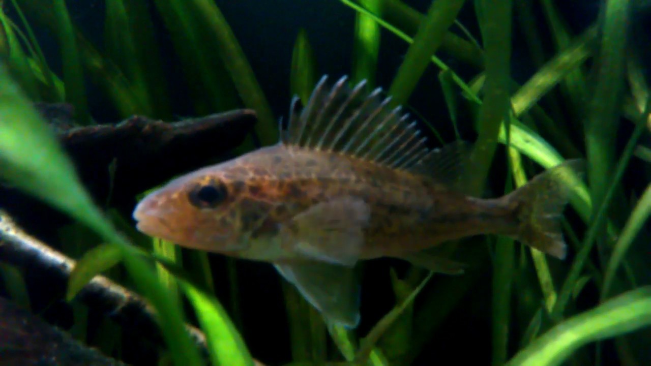 The Eurasian ruffe (Gymnocephalus cernua), - YouTube