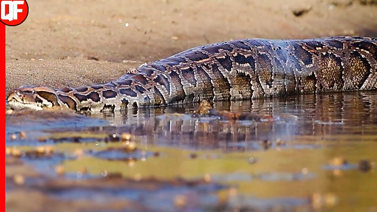 ESSA COBRA MONSTRUOSA FOI AVISTADA NO PARQUE NACIONAL EVERGLADES NA ...