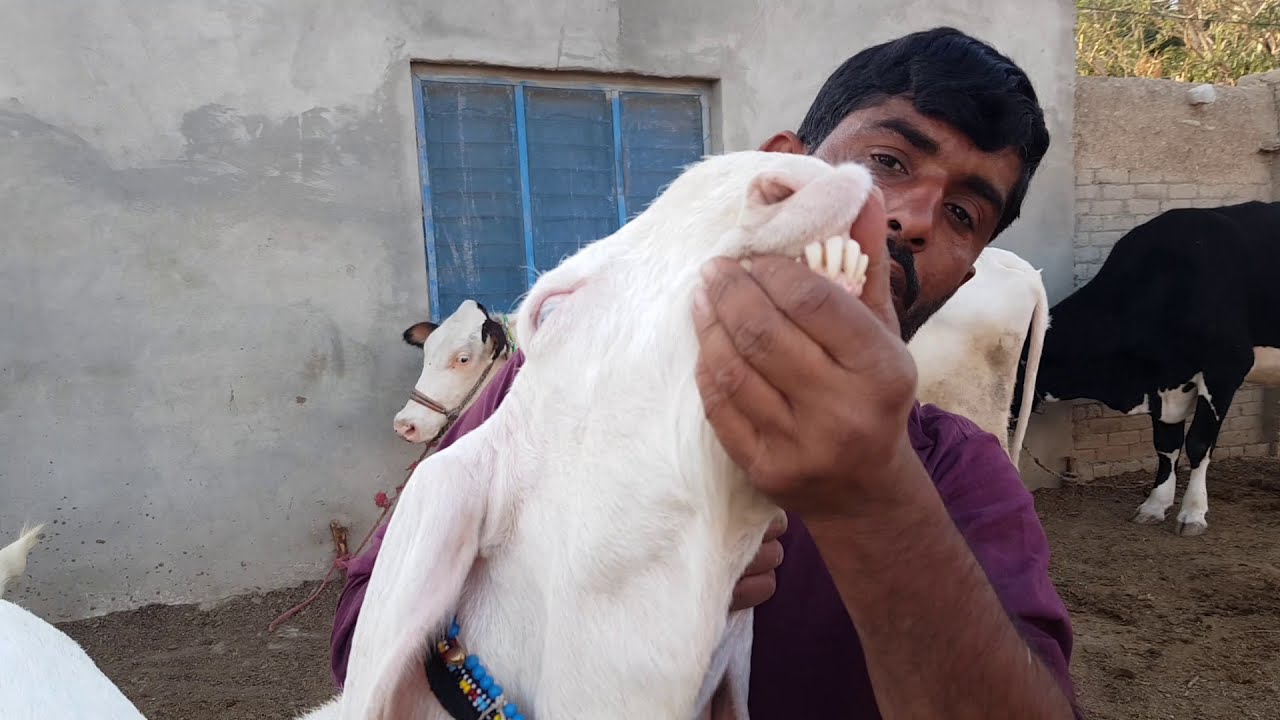 Bakra Show || sabse bada bakra challenge ke sath سب سے بڑا بکرا چیلنج ...