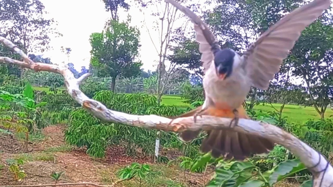 Burung kutilang - Dari anak..... suara KUTILANG GACOR keras dan full ...