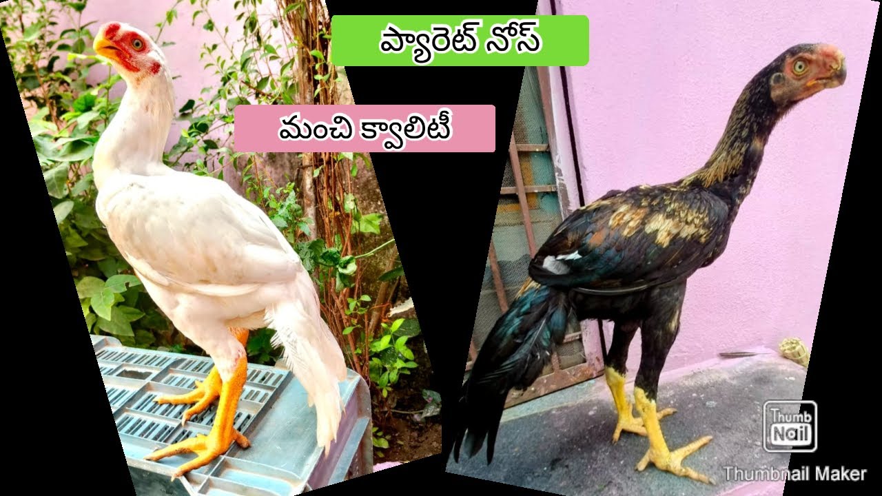 Parrot Beak Long Tail Chicks | 7780724400 | Rythu Market - YouTube