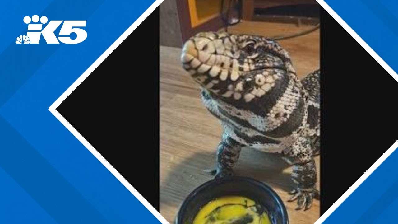 'Gator of Granite' turns out to be escaped pet lizard named Tazz - YouTube