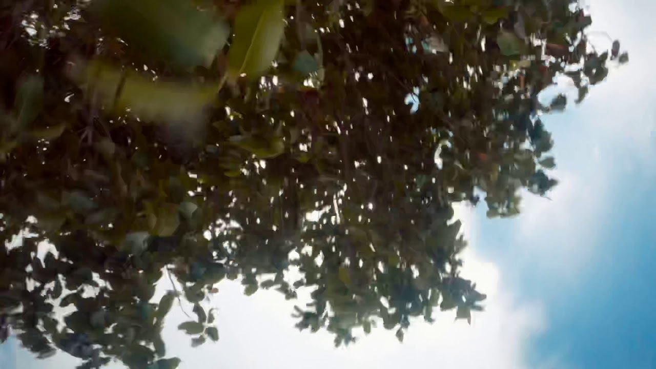 Rage rip in the trees - Armattan BadgerHD with DJI FPV - YouTube