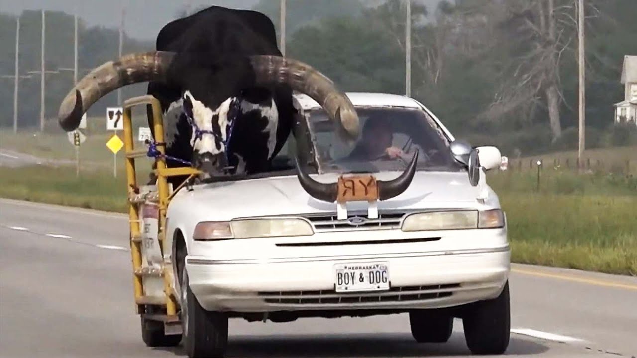 Driver With Giant Bull in Passenger Seat Pulled Over by Cops - YouTube