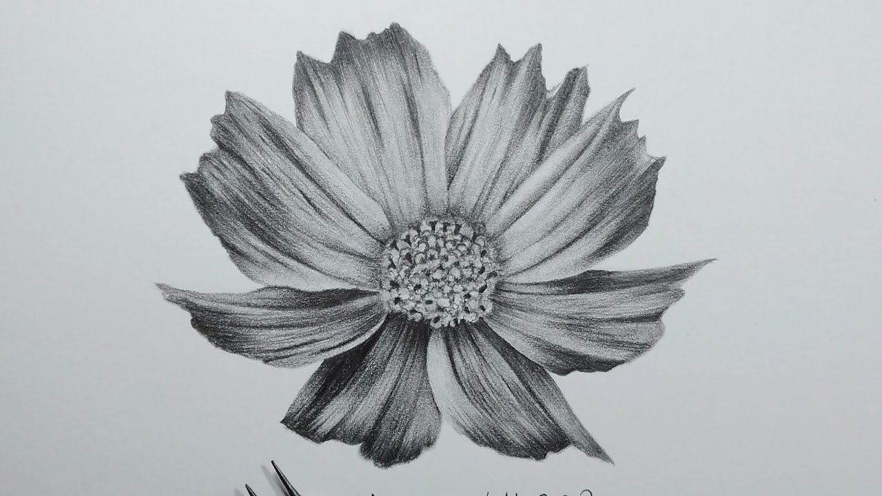 Cara Menggambar Bunga Menggunakan Pensil || TEKNIK DUSEL - YouTube