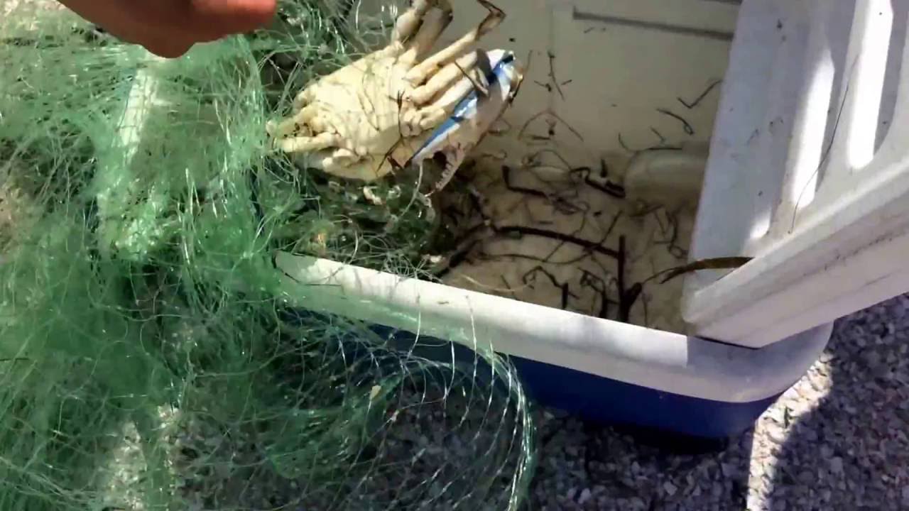 Catching a blue crab with cast net on a beach - YouTube