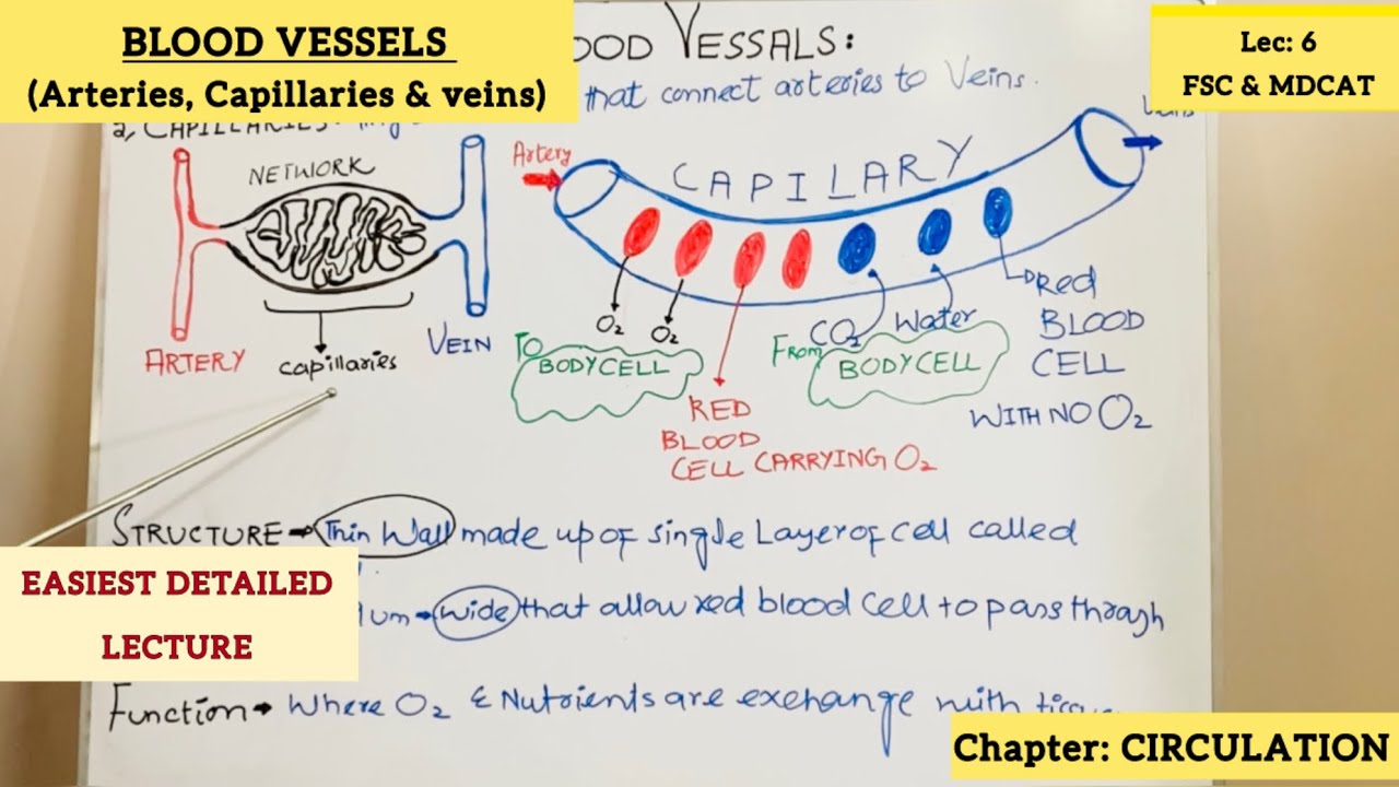 Blood Vessels- Arteries, veins & capillaries in Urdu |Chap Circulation ...