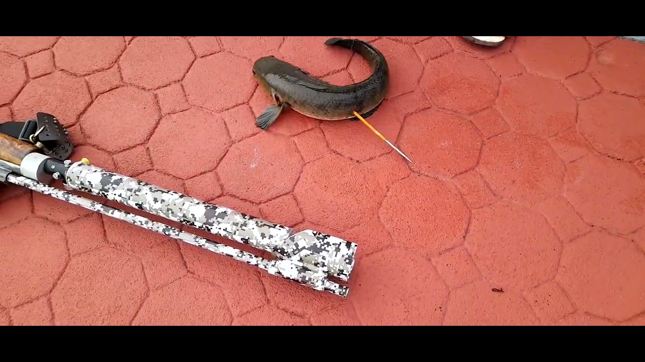 dalag..tiksay airgun fishing... - YouTube