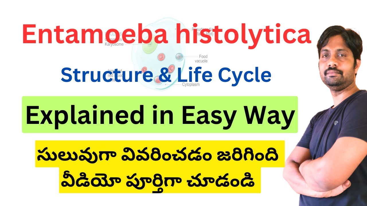 Entamoeba histolytica Structure and Life cycle - YouTube