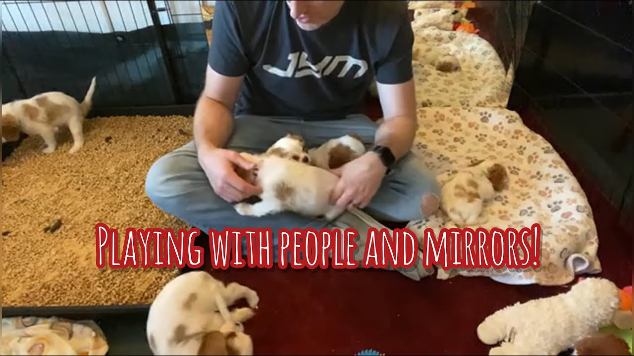 Puppies Play with New Mirror and Human People! - YouTube