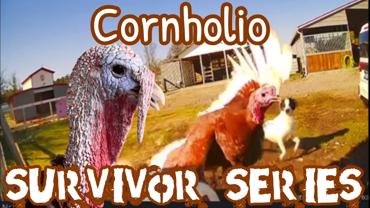 Red Bourbon Turkey- our ultimate survivor - YouTube