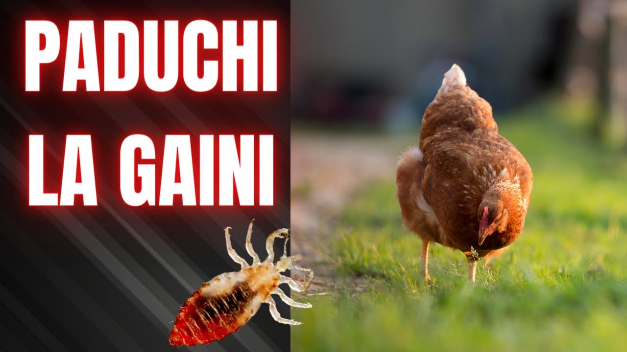 Cum faci tratament si profilaxie contra paduchilor la gaina - YouTube