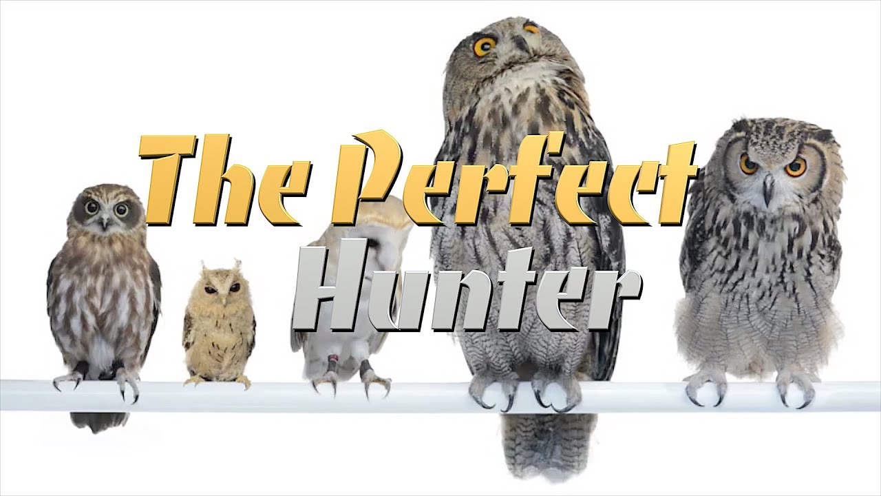 Kidwings Explores: The Perfect Hunter - YouTube