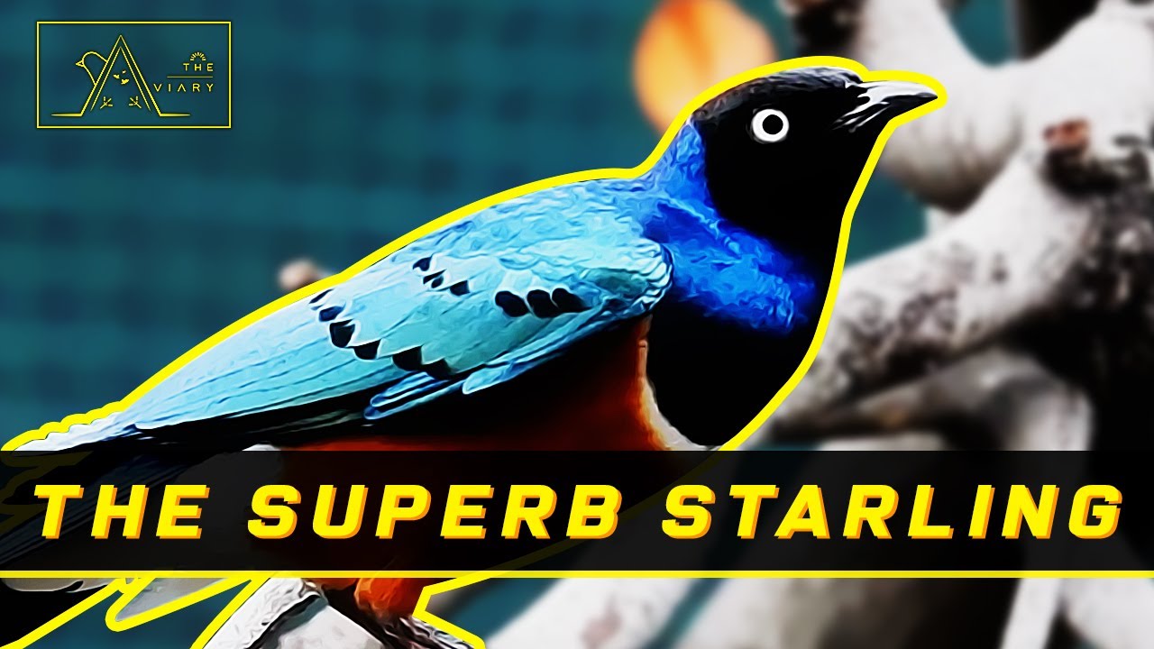 19th Eps - Meet The Superb Starling, The Beautiful Birds With High ...