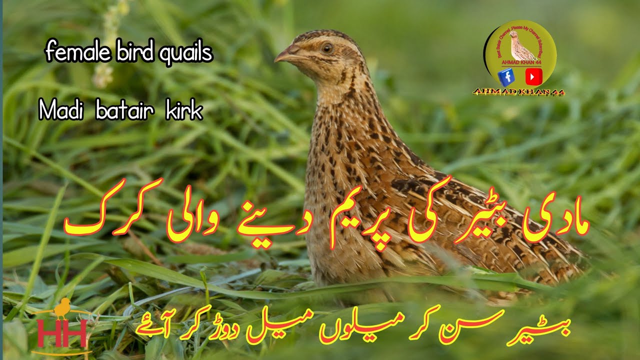 female quail sound,madi batair ki awaz,bater ki awaaz,batair ki awaz ...
