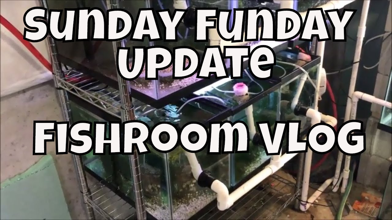 Sunday Funday Fish Room Update Aquarium Fish Room VLOG water leak in ...