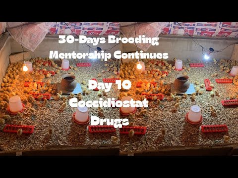 Day 10) 30-Days Brooding layers/boilers chickens Mentorship programme continue - YouTube