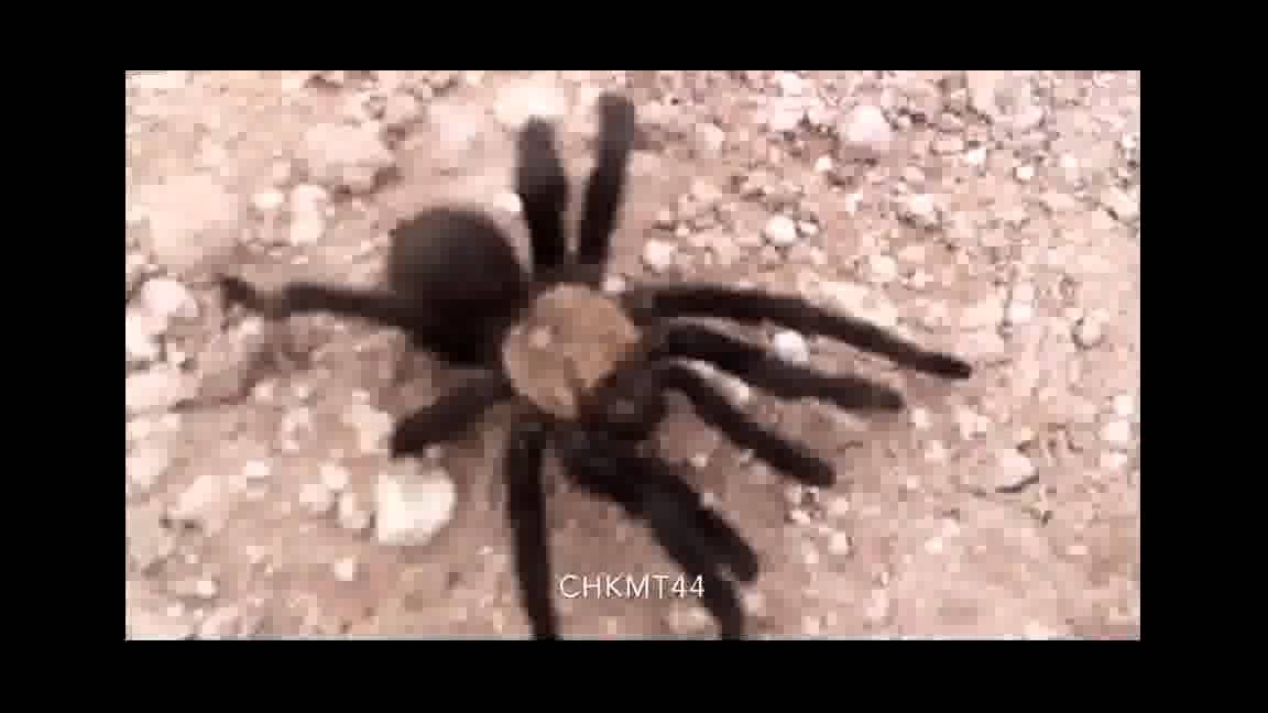 Pendulum - Tarantula [HD] - YouTube