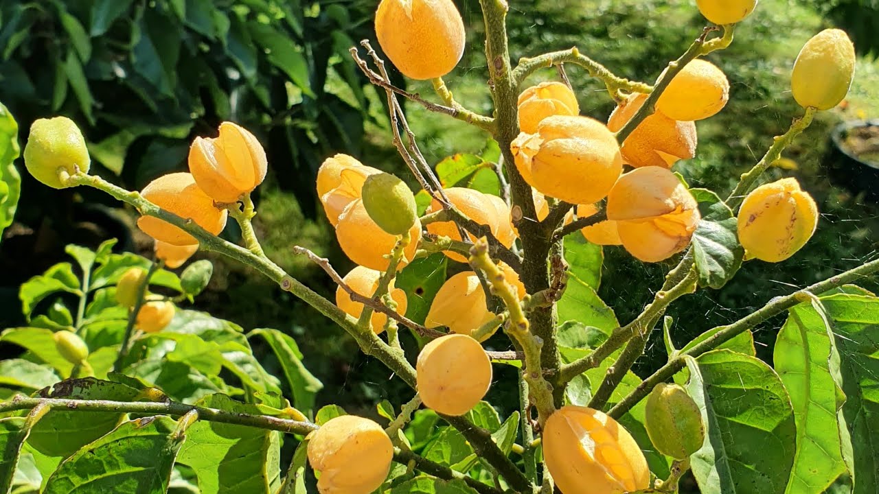 Subtropical WAMPEE - How Was The TASTE? - YouTube