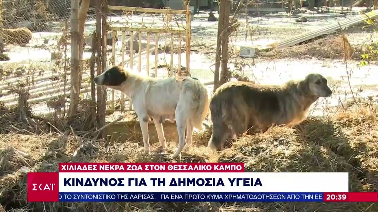 Θεσσαλία: Αφόρητη η κατάσταση από τα νεκρά ζώα – Επιχείρηση ...