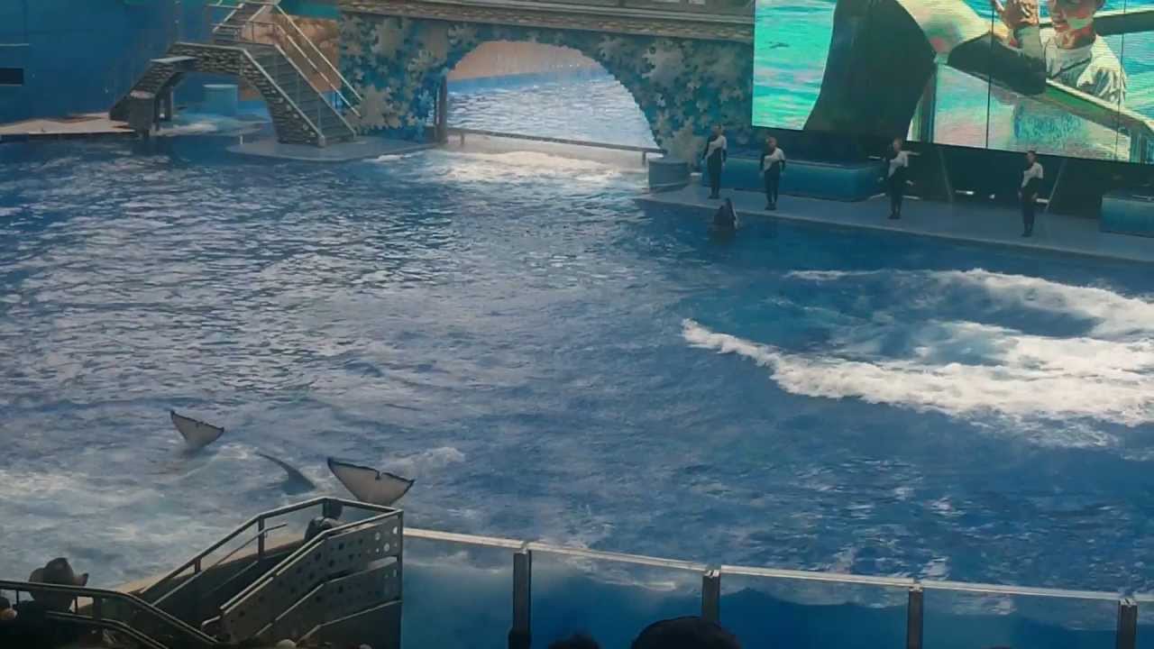 Shamu Soak Zone Slow Motion at Sea World Orlando try not to get Wet ...