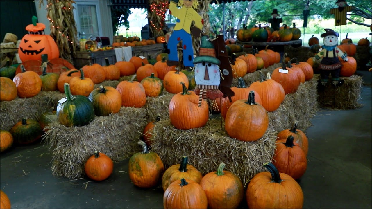 Pumpkin Patch 2020 - YouTube